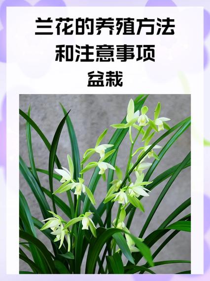 盆栽兰花养殖方法截图
