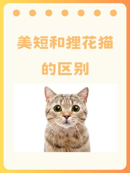 狸花猫和美短猫对比照图标