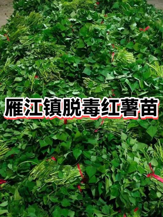 一斤红薯能育多少苗截图