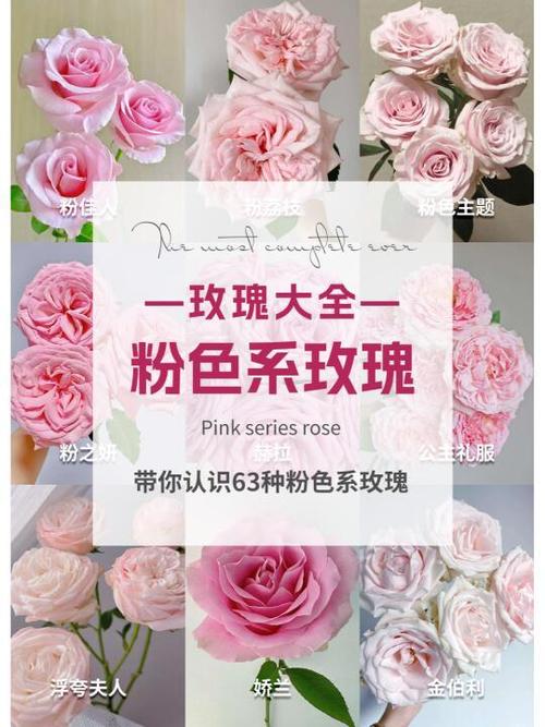 粉色玫瑰寓意图标