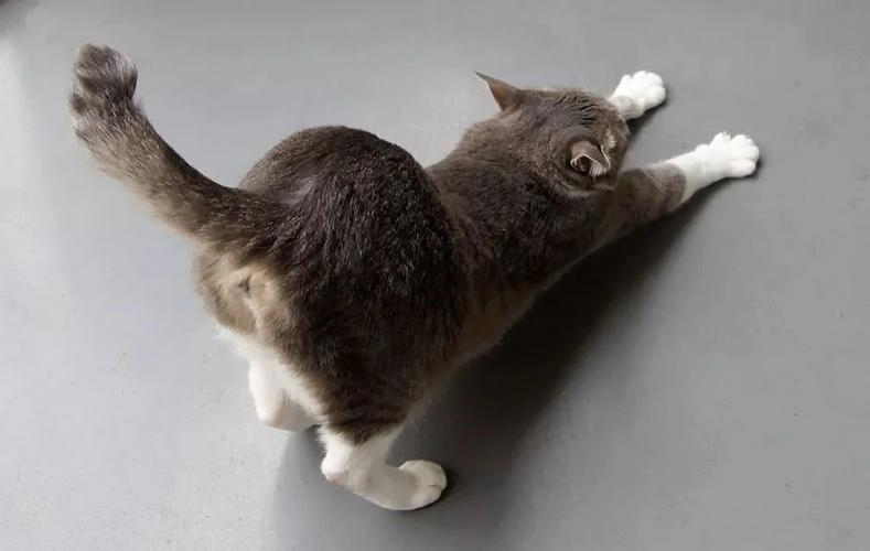 猫咪屁股抖像打颤一样图标
