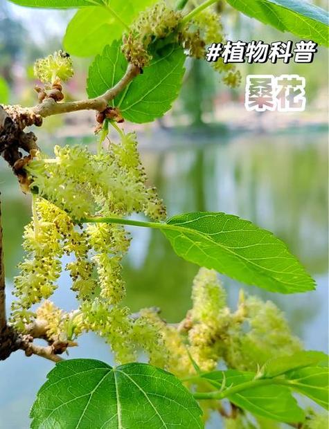 桑科植物大全截图