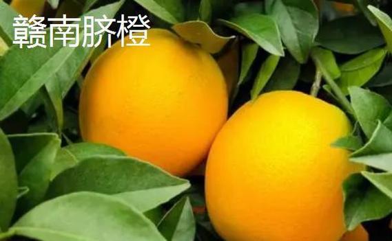 冰糖橙好还是脐橙好截图