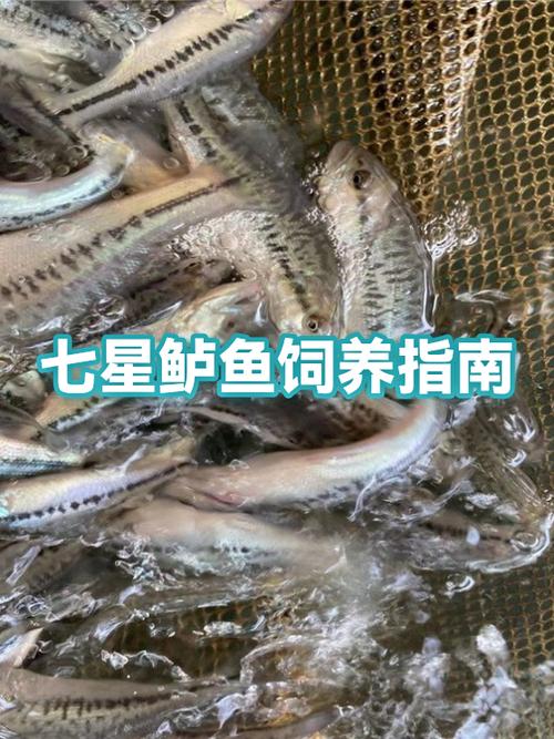鱼缸养鱼喂食多久喂一次图标