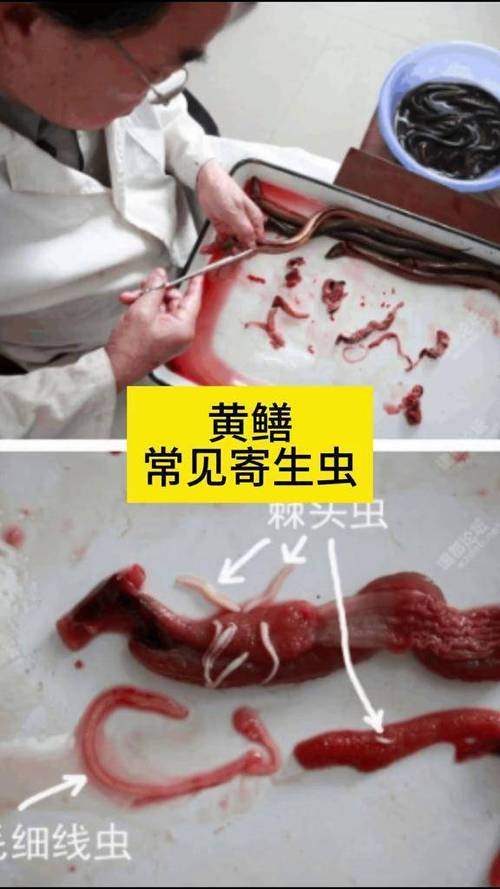 寄生虫寄生图标