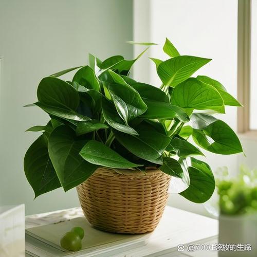 绿萝图标