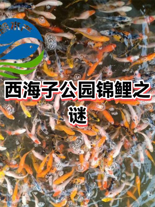锦鲤是什么意思图标