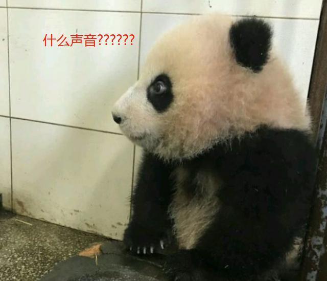 呆萌的声音截图