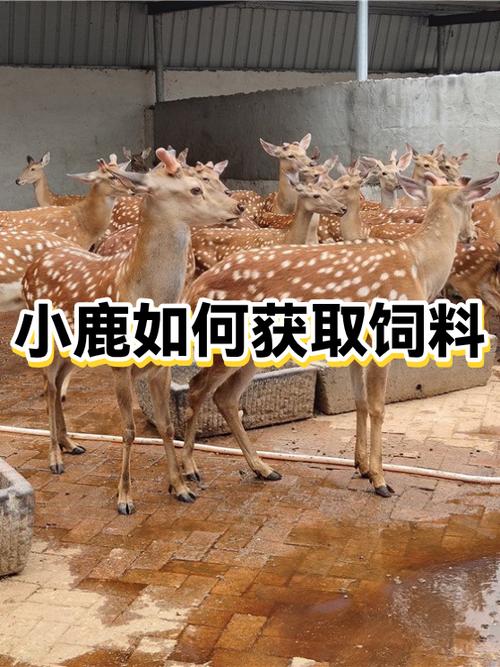 是谁的小鹿呀怎么获取截图