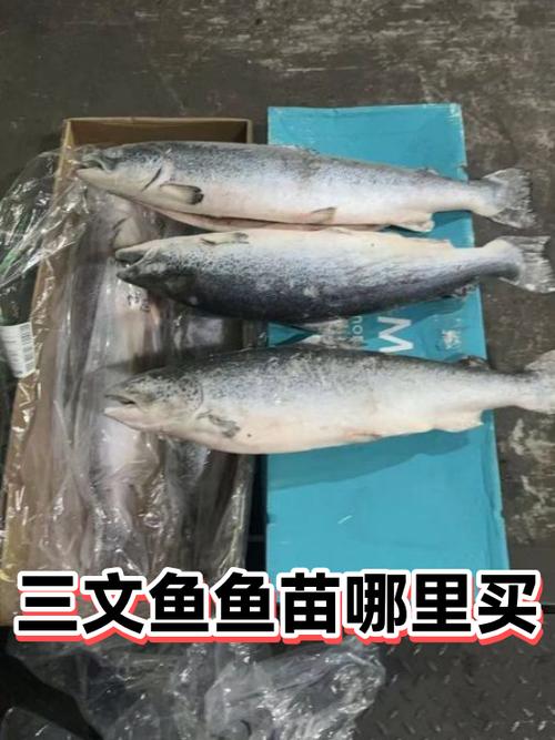 买三文鱼去哪里买截图