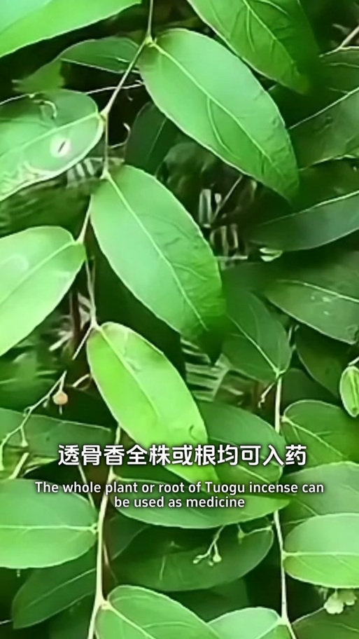 透骨香是be还是he图标