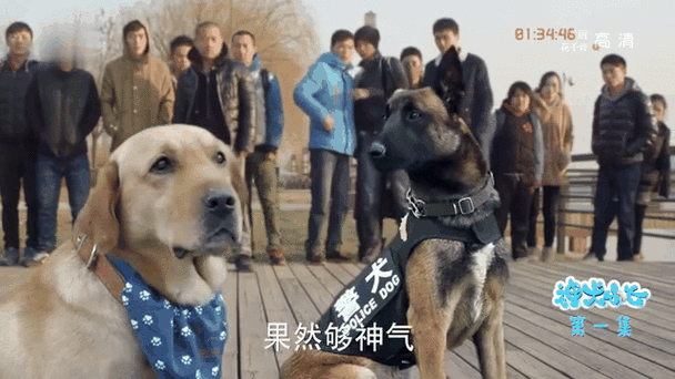 神犬小七警察截图
