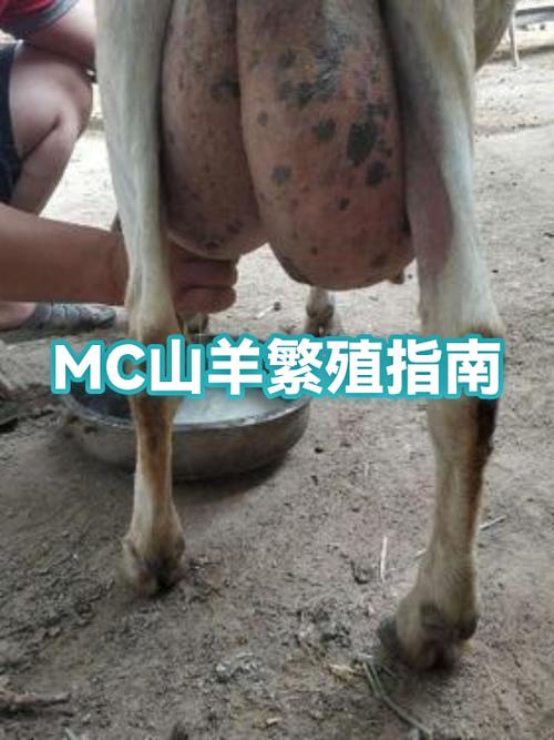 我的世界如何养羊图标