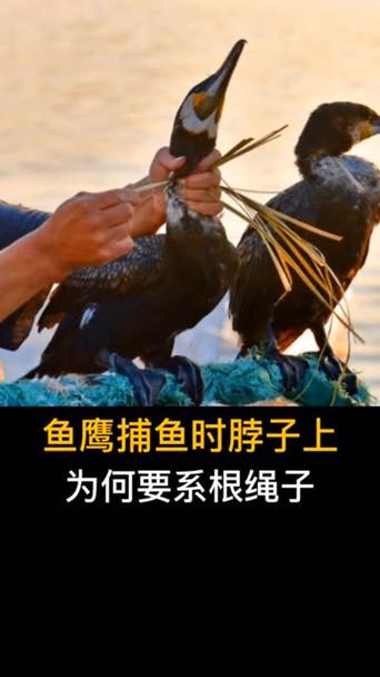 什么动物要绳拴截图
