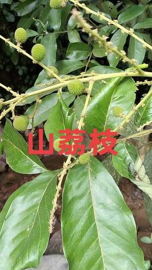 山荔枝根图片图标