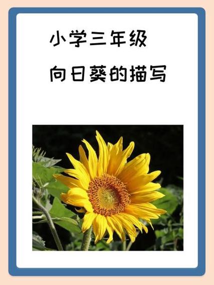 小学三年级向日葵的描写图标
