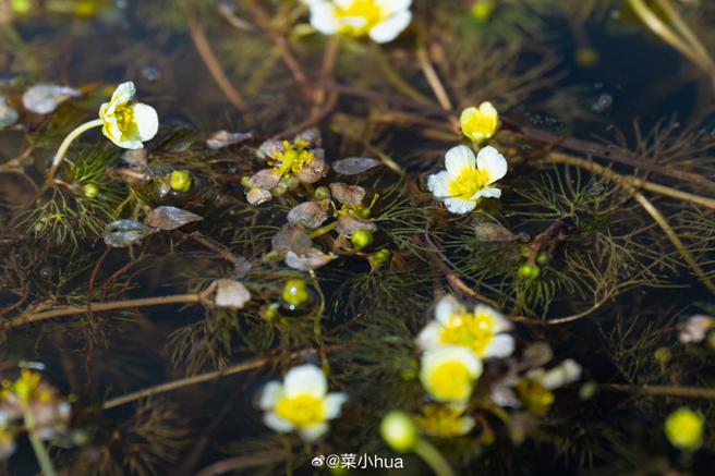 源小花