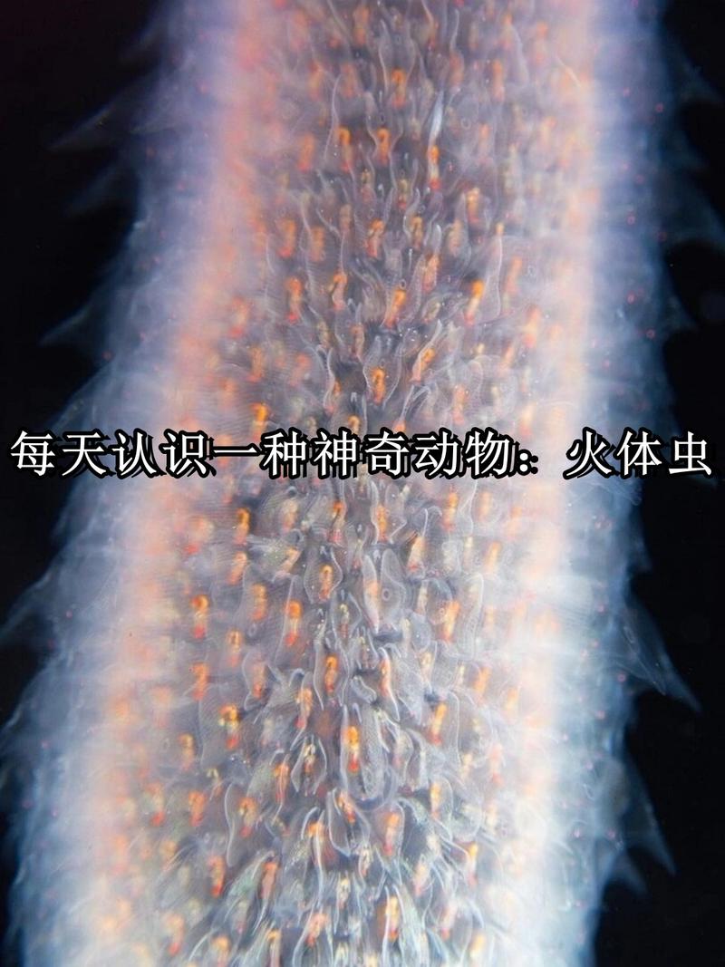 火鹿星球怎么样图标