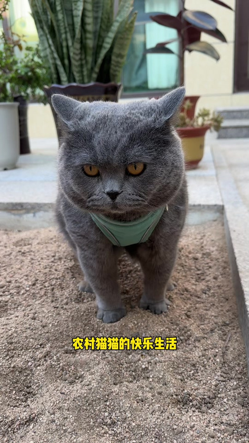 闲猫图标