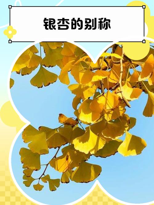 银杏fm破解版无限杏币图标