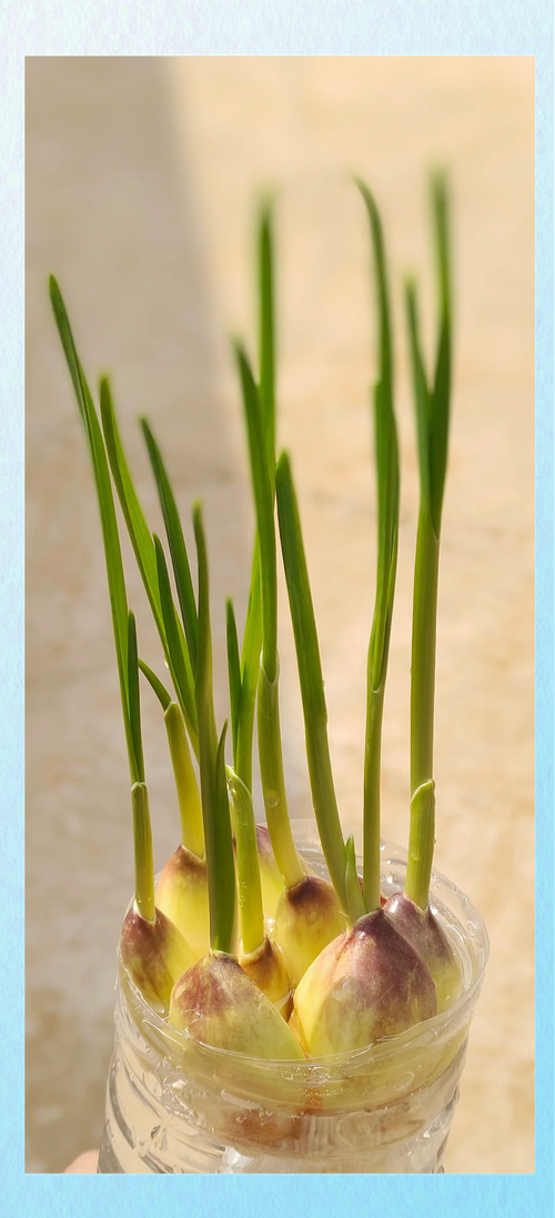 什么蒜种出蒜苔早