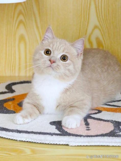 十大矮脚猫排名截图