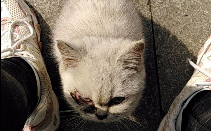 我捡到一只流浪猫作文截图