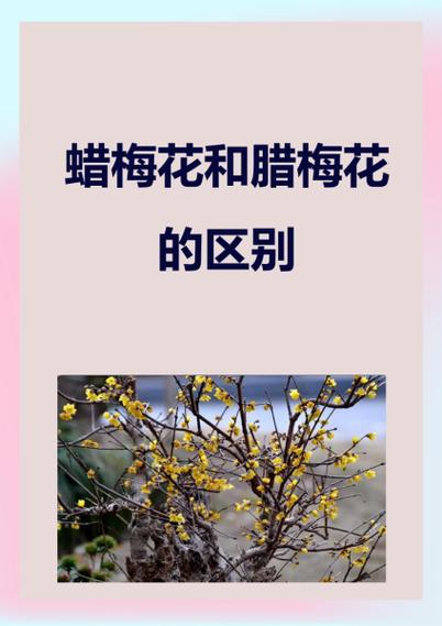 蜡梅还是腊梅图标
