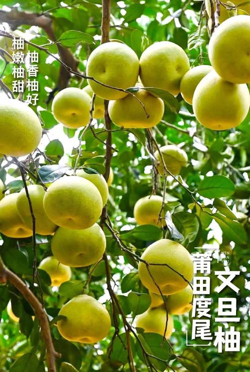 柚聊里是真的吗图标