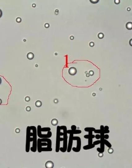 感觉主人的尿液,大便都是那么的高小图标
