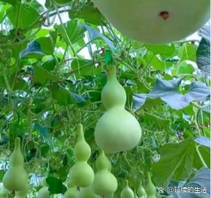 子源葫芦图标