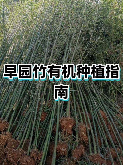 坐北朝南的院子竹子栽在什么位置图标