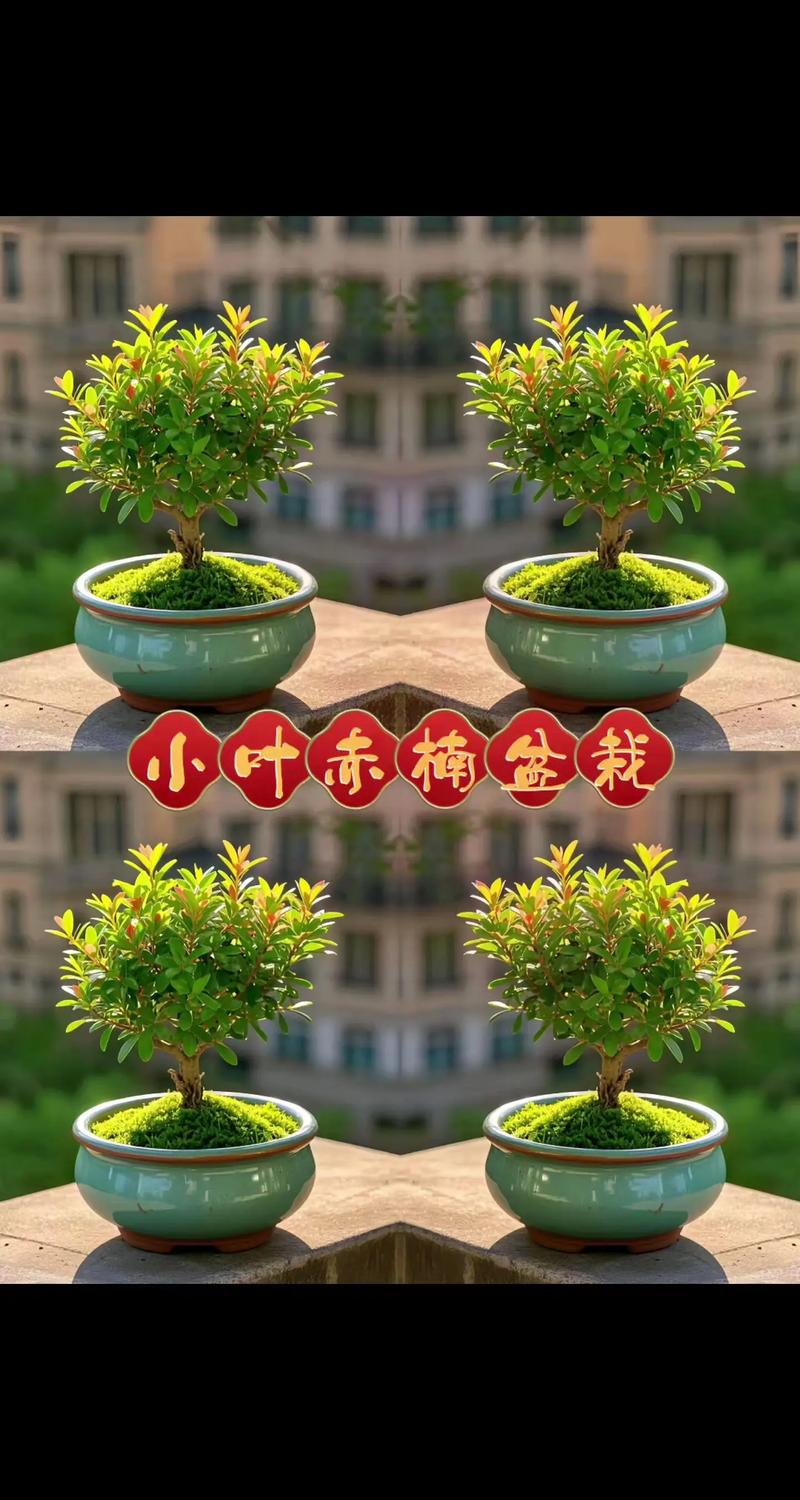 春之文小叶独立32txt图标