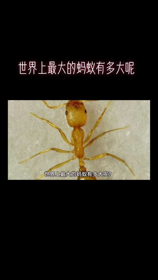 蚂蚁的等级分类图标