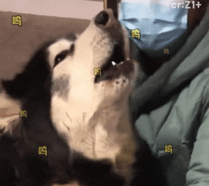 狗狗一天没溜没事吧吗图标
