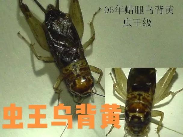 极品蛐蛐虫王图标