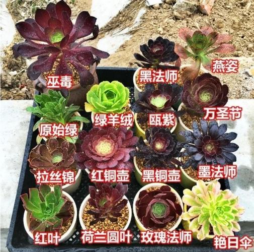 魔域法师怎么打boss图标