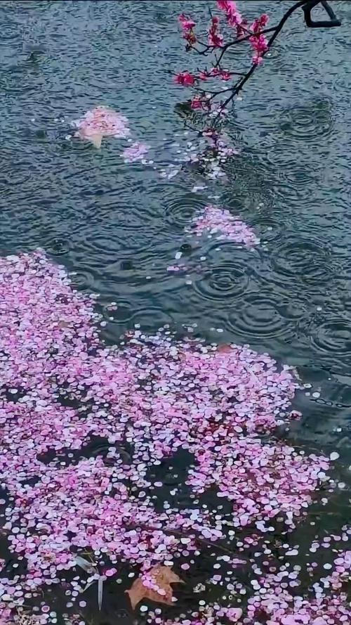 落雨流花图标
