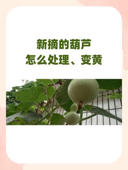 没熟的葫芦如何处理图标