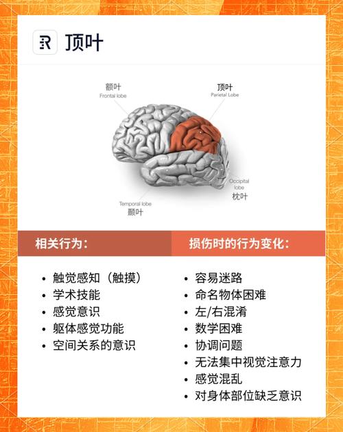 brainpower含义图标