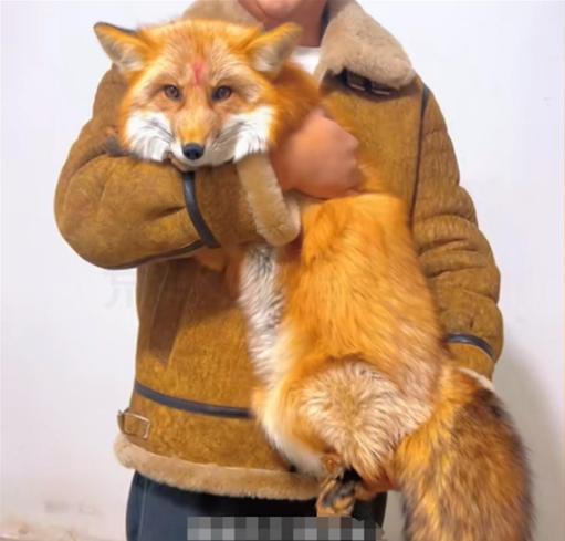 猫叫是仙家在暗示什么