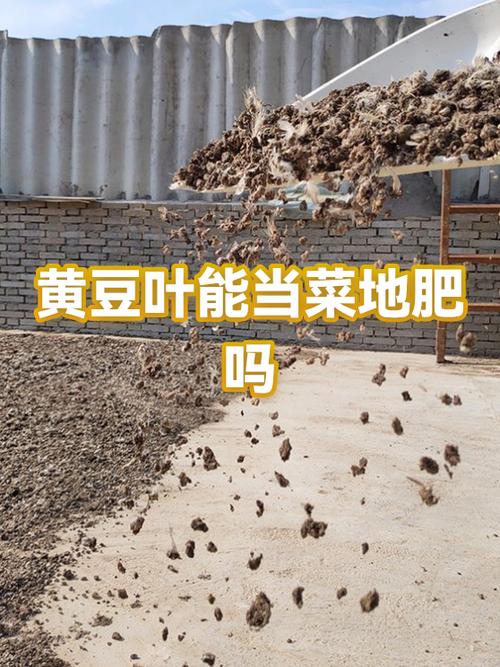 幸福树可以用黄豆做肥料吗截图