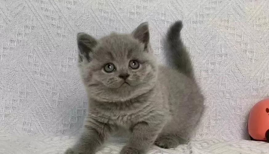 跟蓝猫一样的软件图标