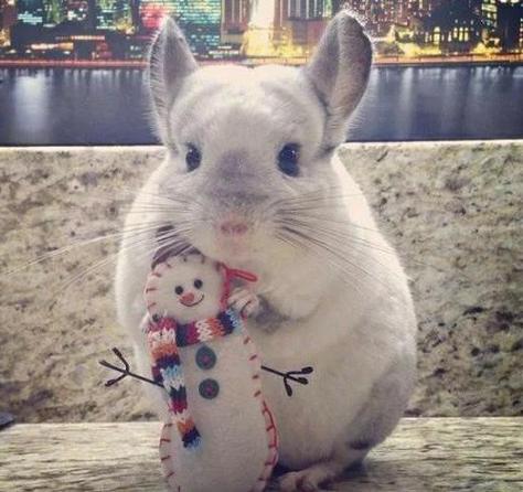 养殖龙猫赚钱吗图标