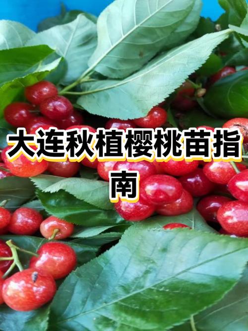 大连农科院樱桃苗价格图标