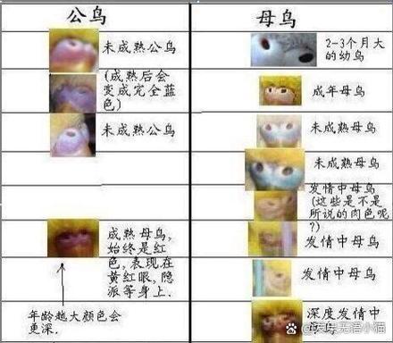 虎皮鹦鹉成年几个月图标
