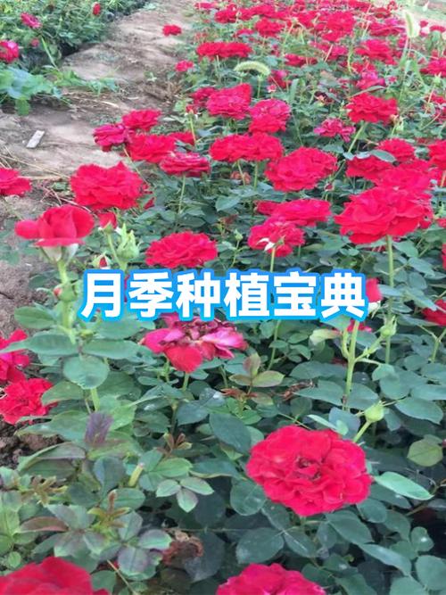 月季花怎么养才能养得好图标