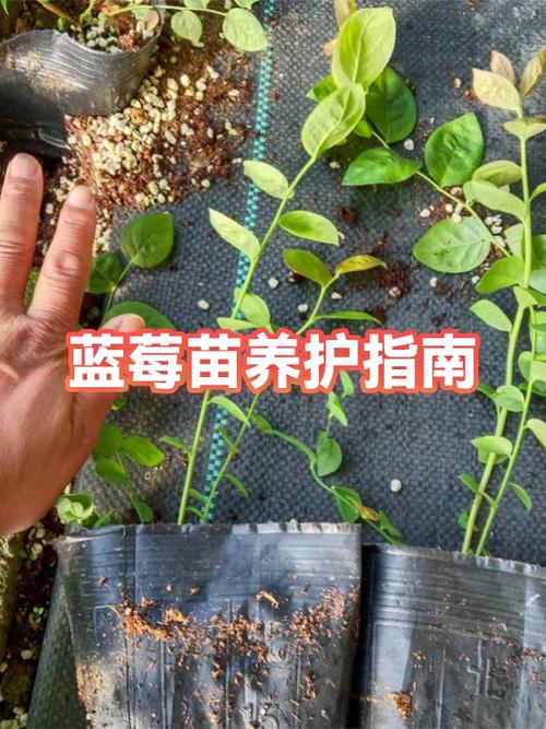 蓝莓苗怎么修剪