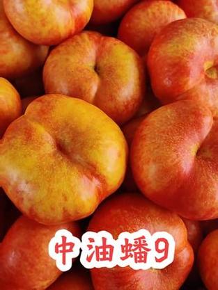 油蟠桃9优缺点图标