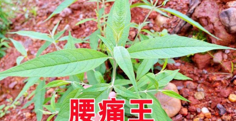 腰部左侧一阵一阵隐痛图标